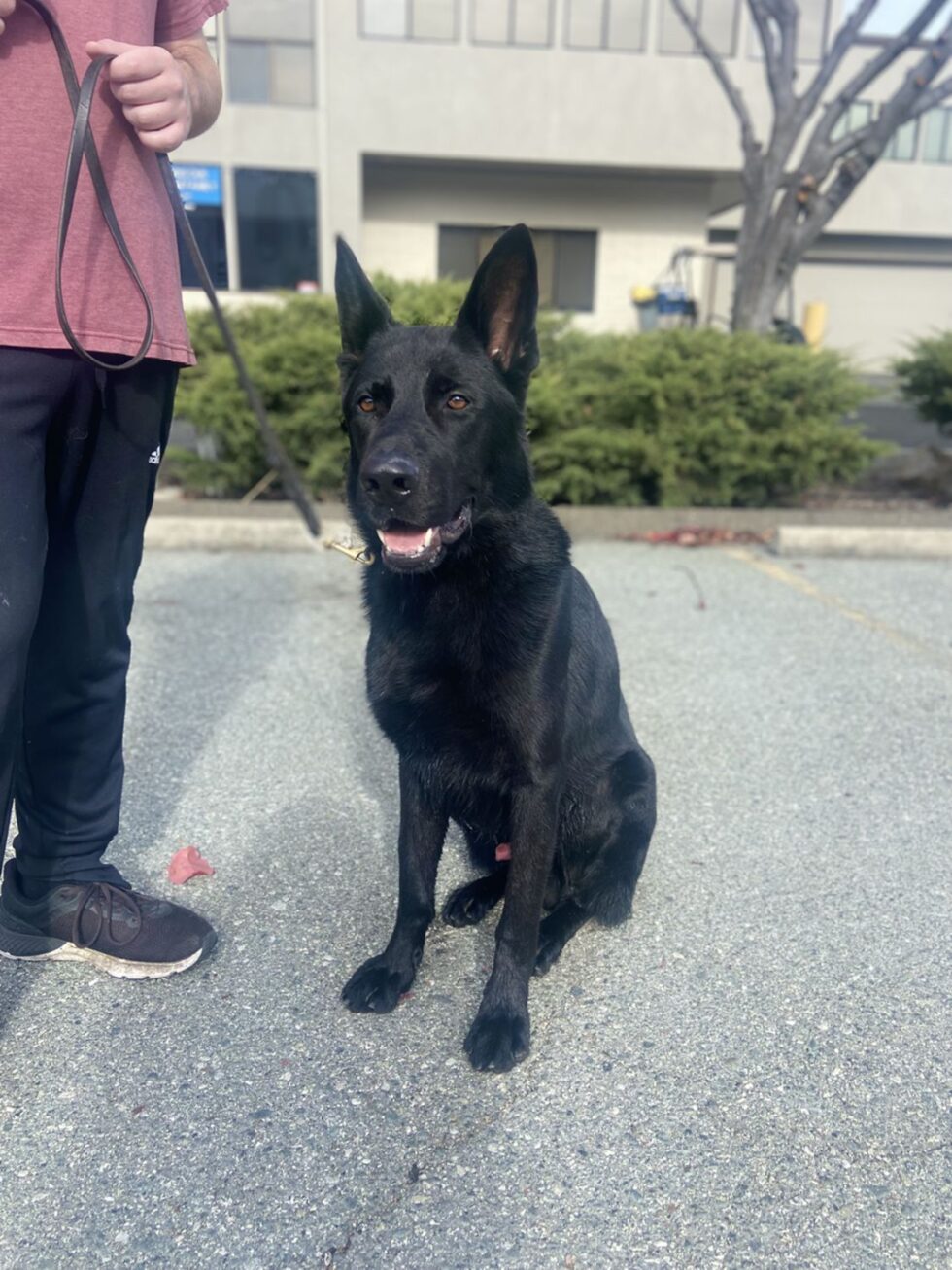 Xeek vom Haus Tyson - Witmer Tyson Imports