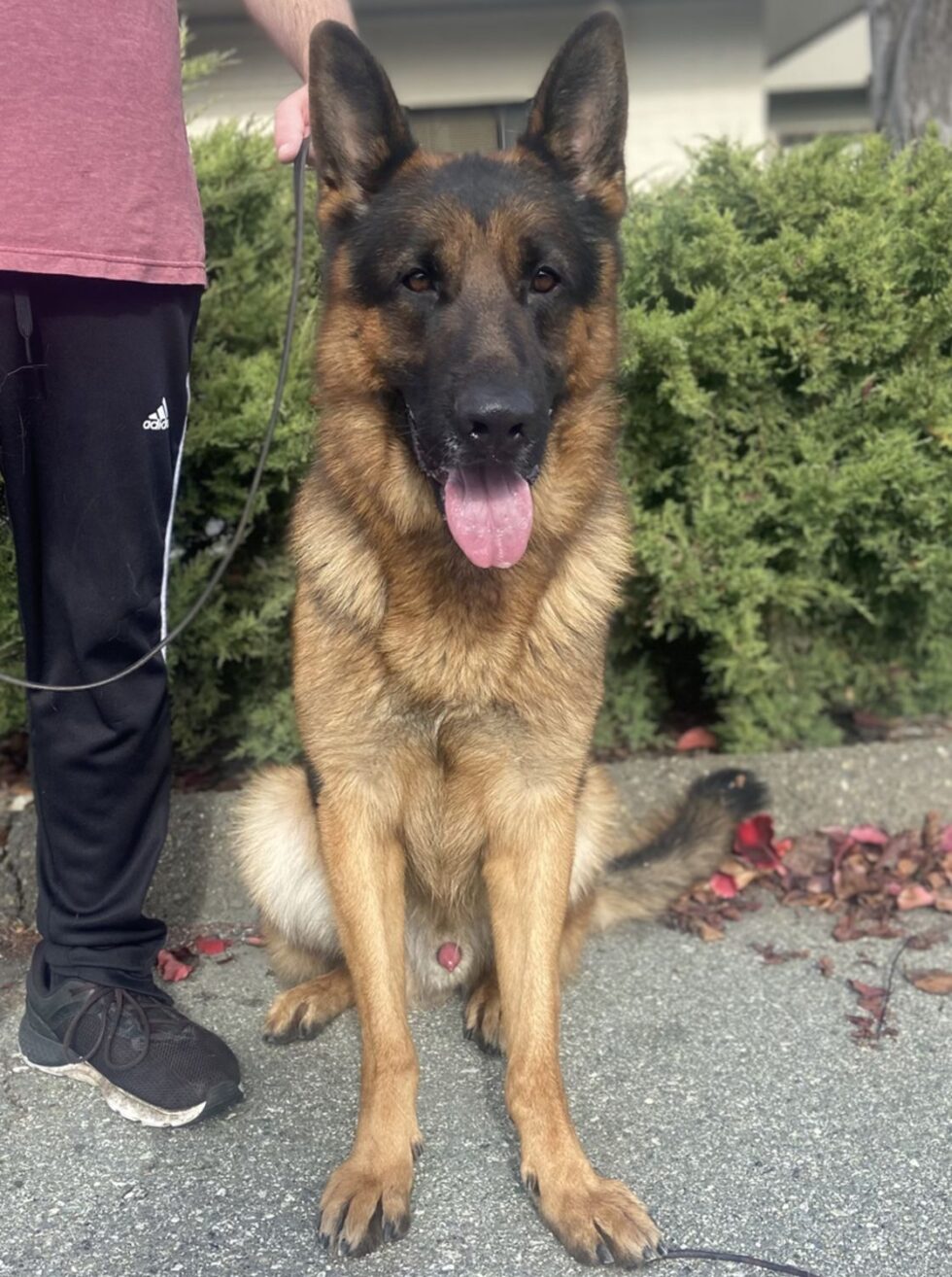 Yankie vom Eichenplatz - Witmer Tyson Imports